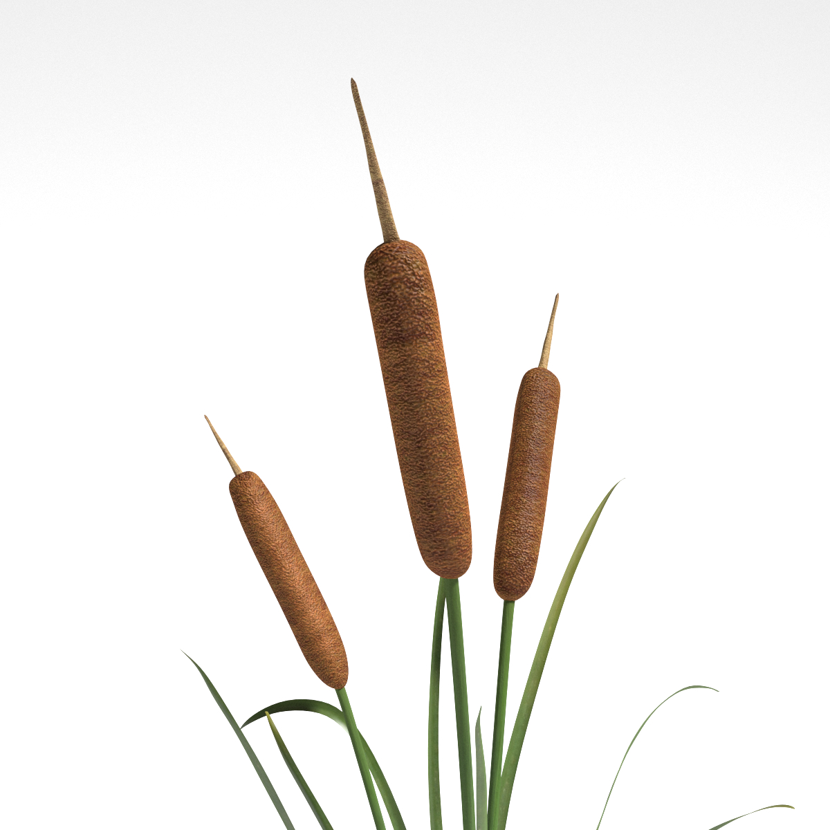cattail plant 3ds