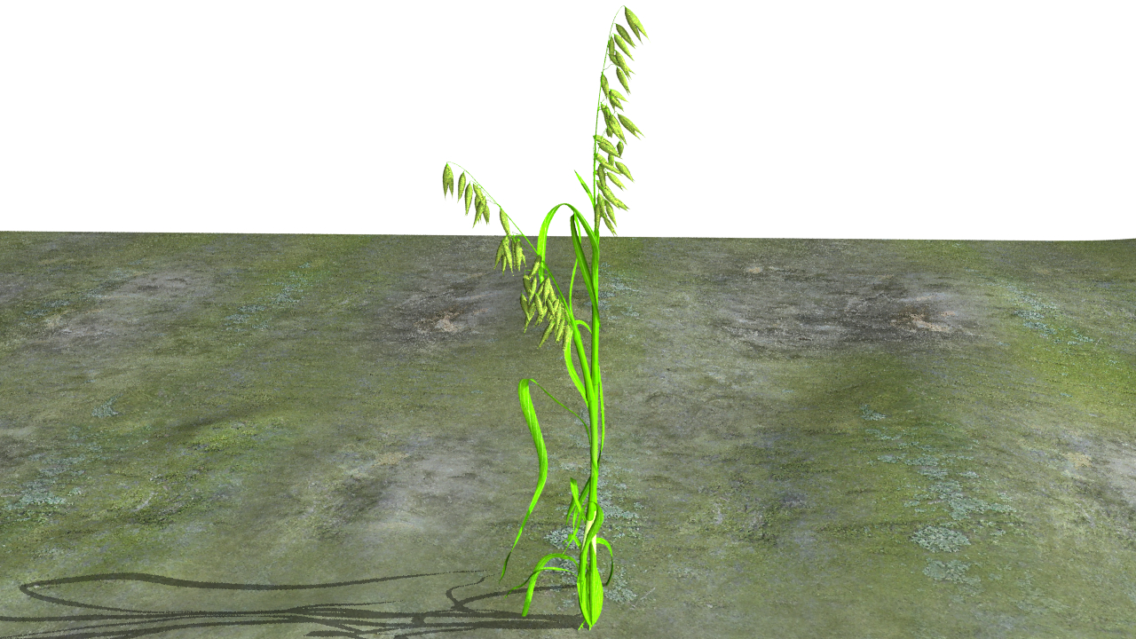 3d model oat plant