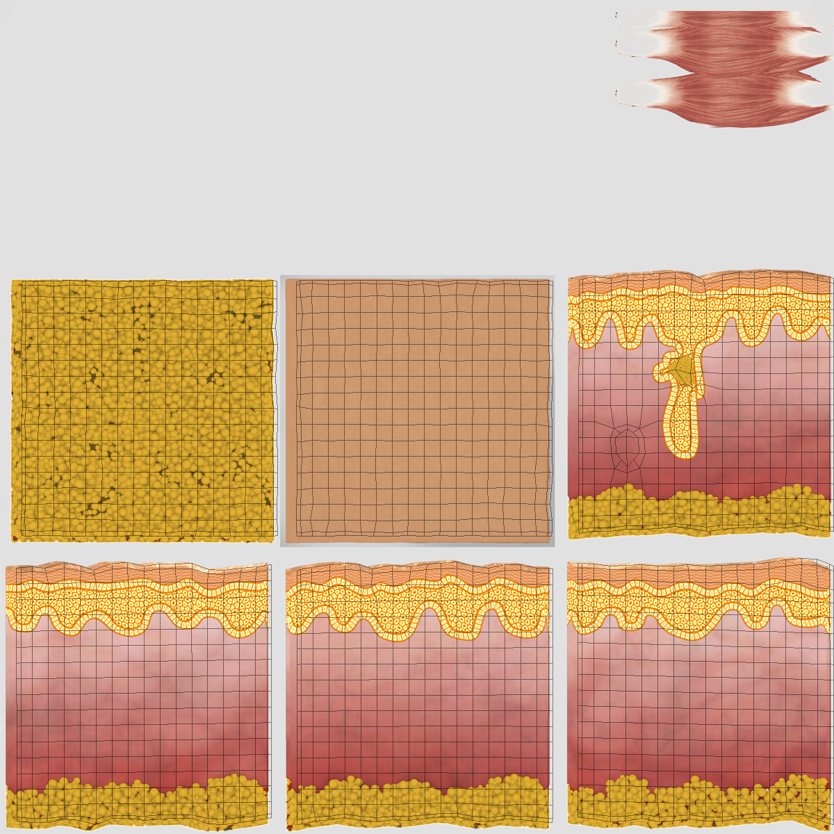 skin section 3d max