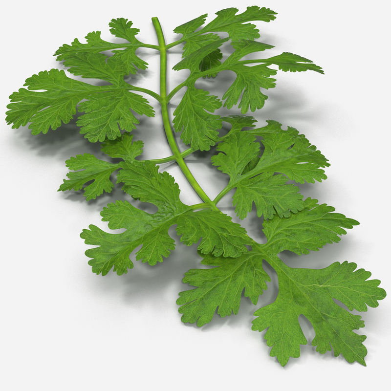 max cilantro