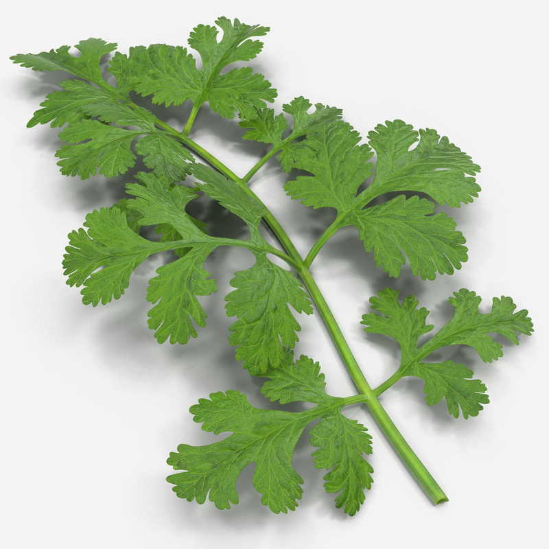 max cilantro