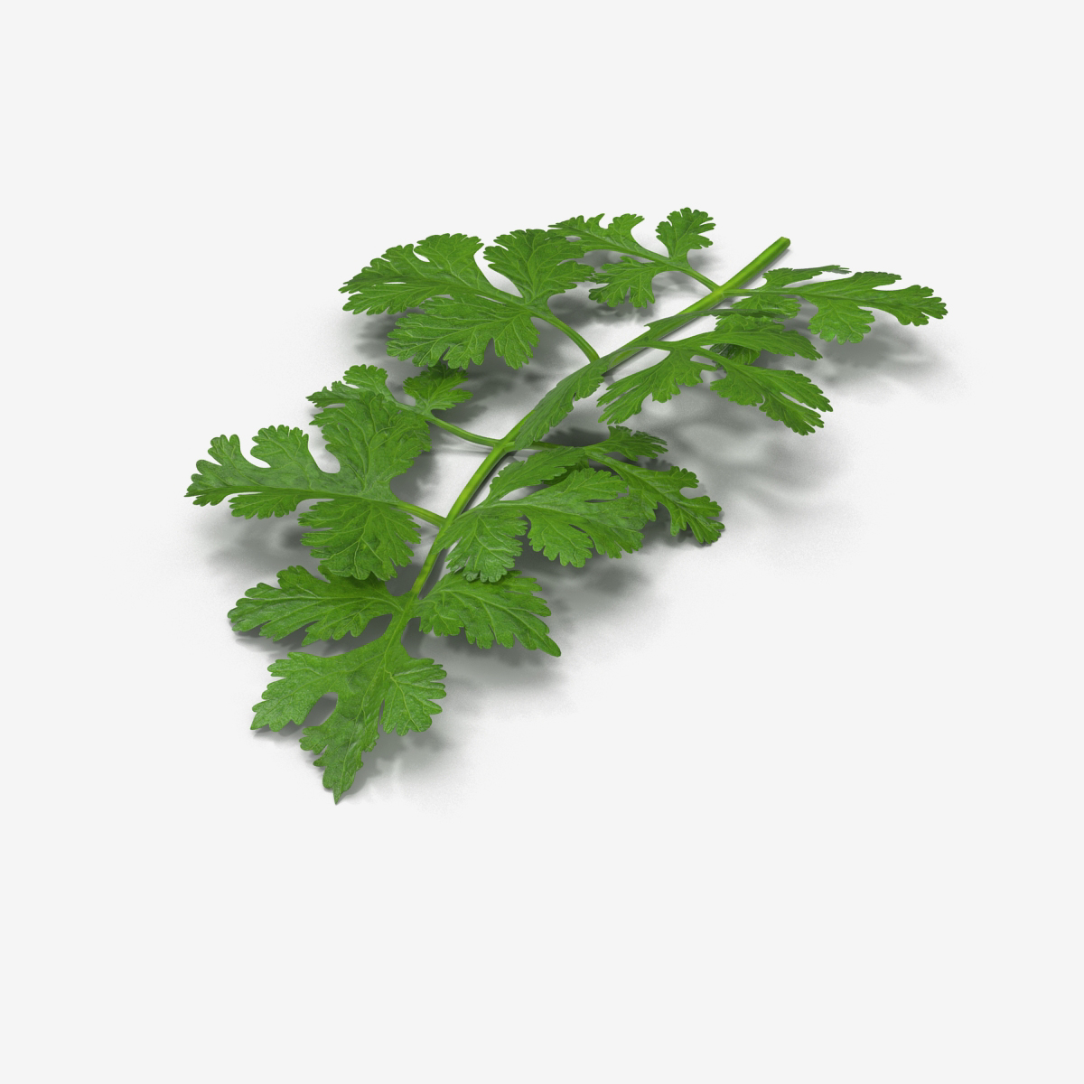 max cilantro