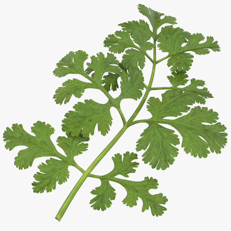 max cilantro