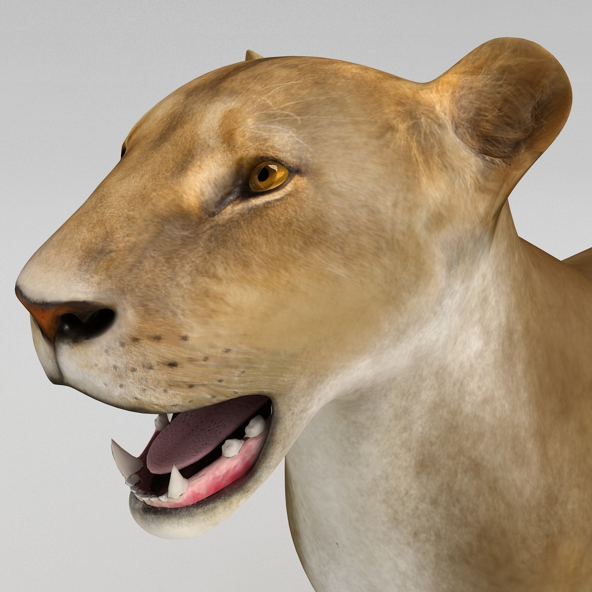 3d model of lioness rigged