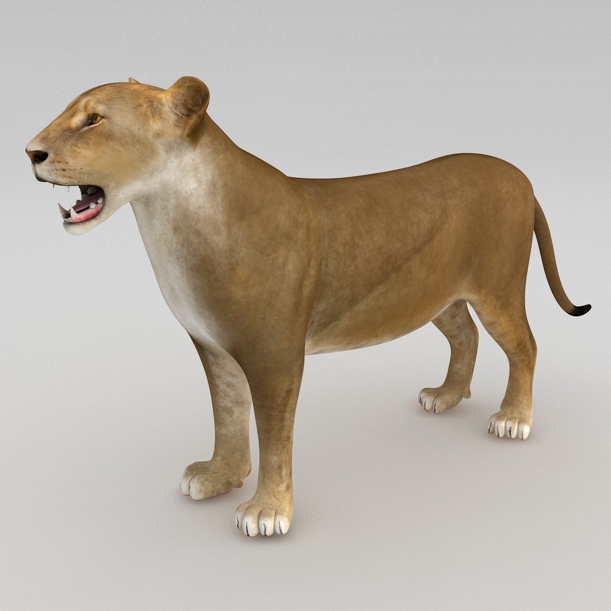 3d model of lioness rigged