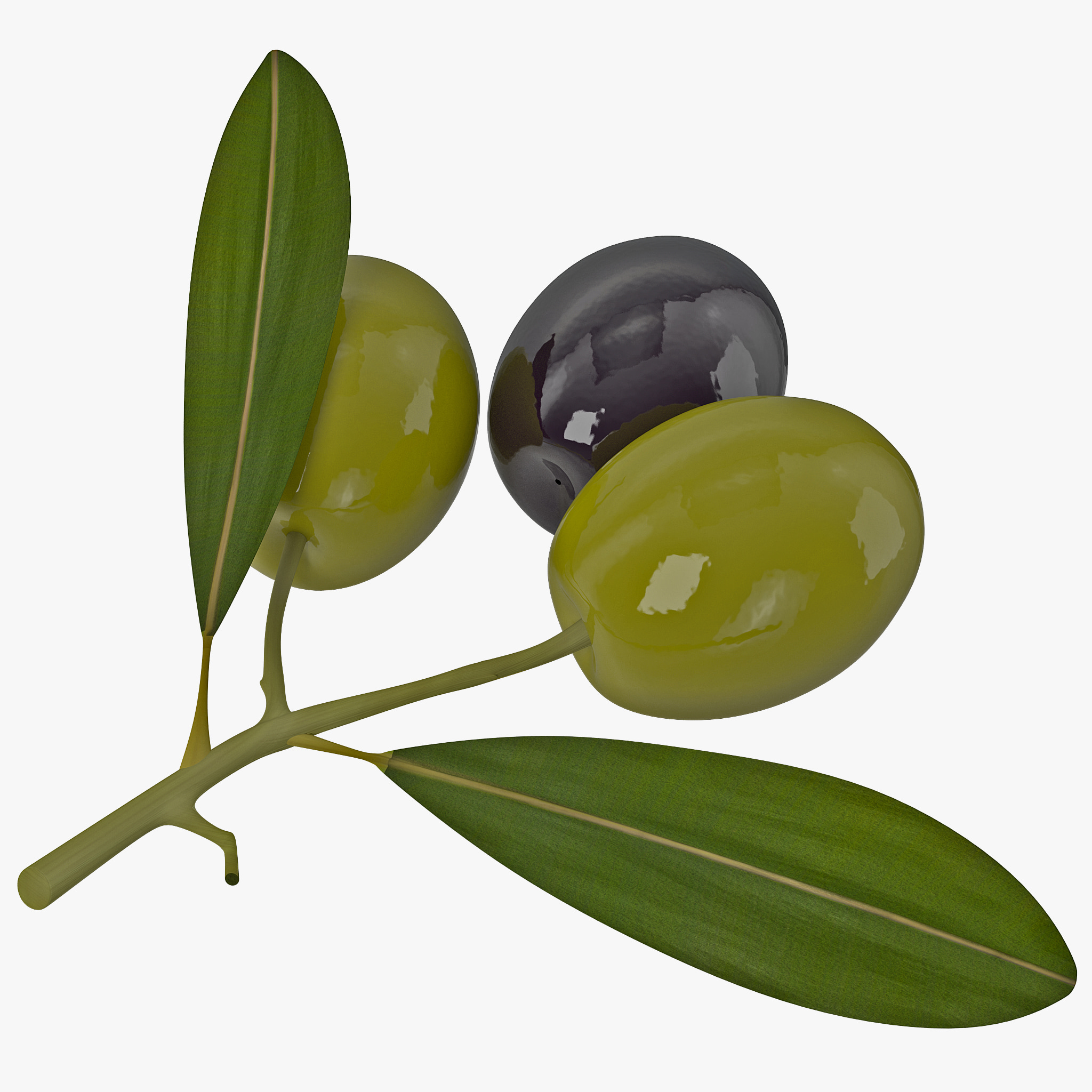 Olive 3D Models for Download | TurboSquid