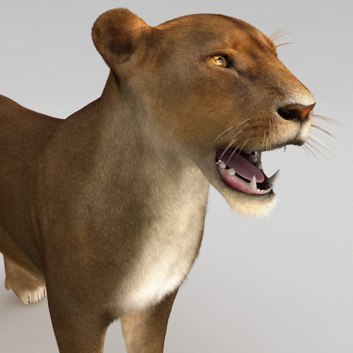 3d lioness rigged fur