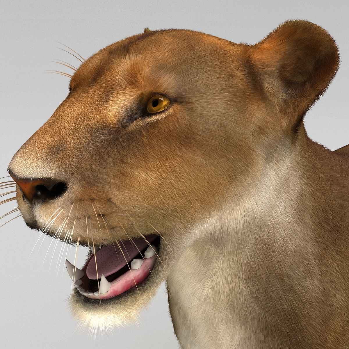 3d lioness rigged fur
