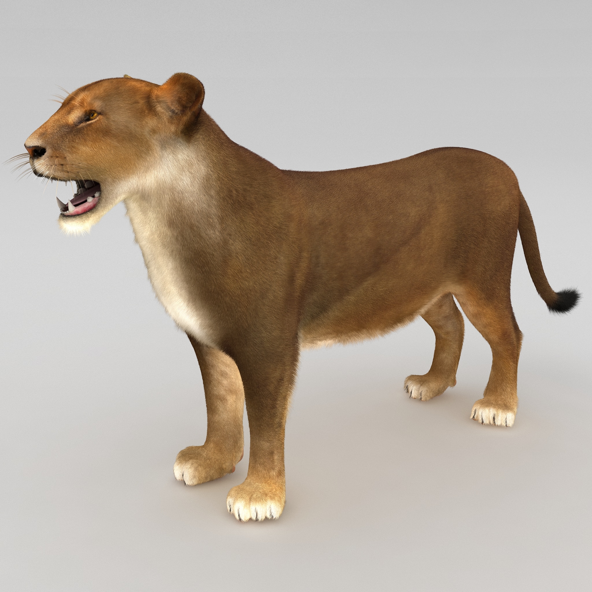 3d lioness rigged fur