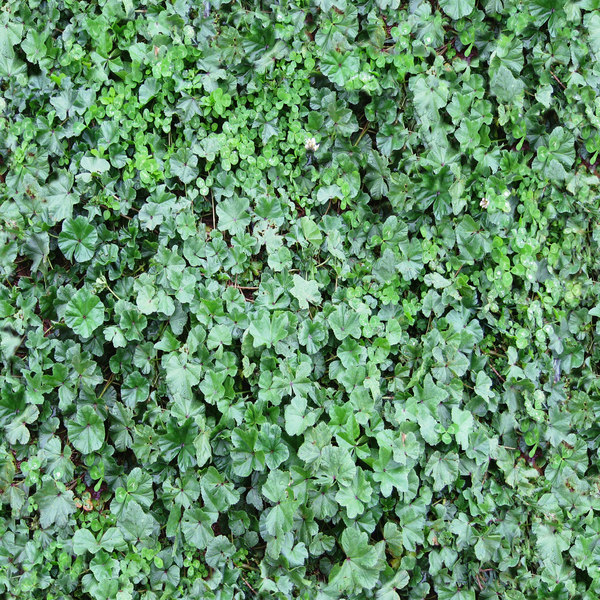 Texture JPEG wet grass ground