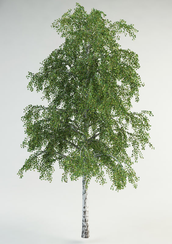 realistic birch max