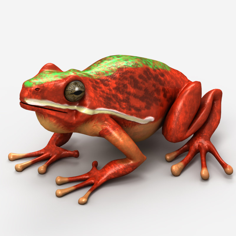 3d model frog