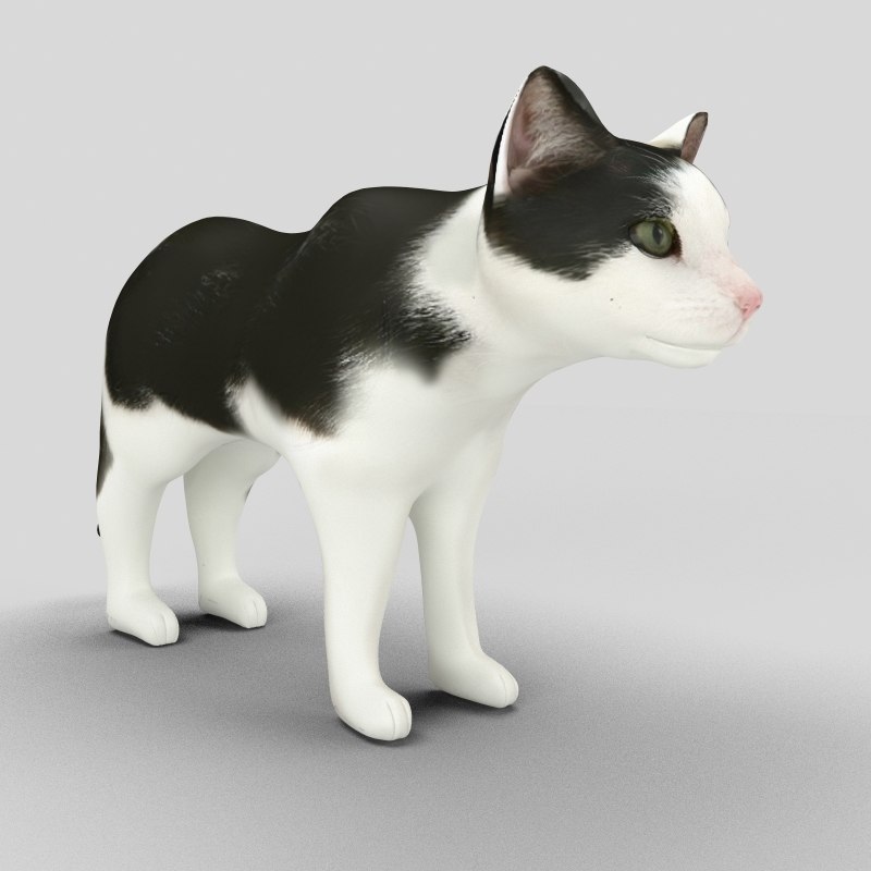 max cats feline kitty