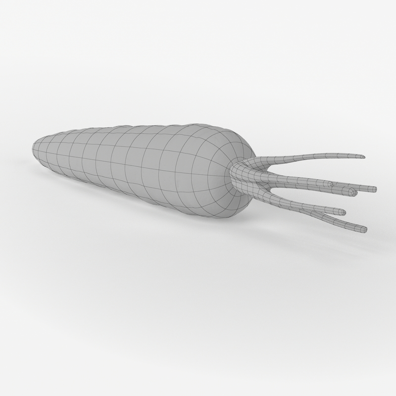 3d c4d realistic carrot real