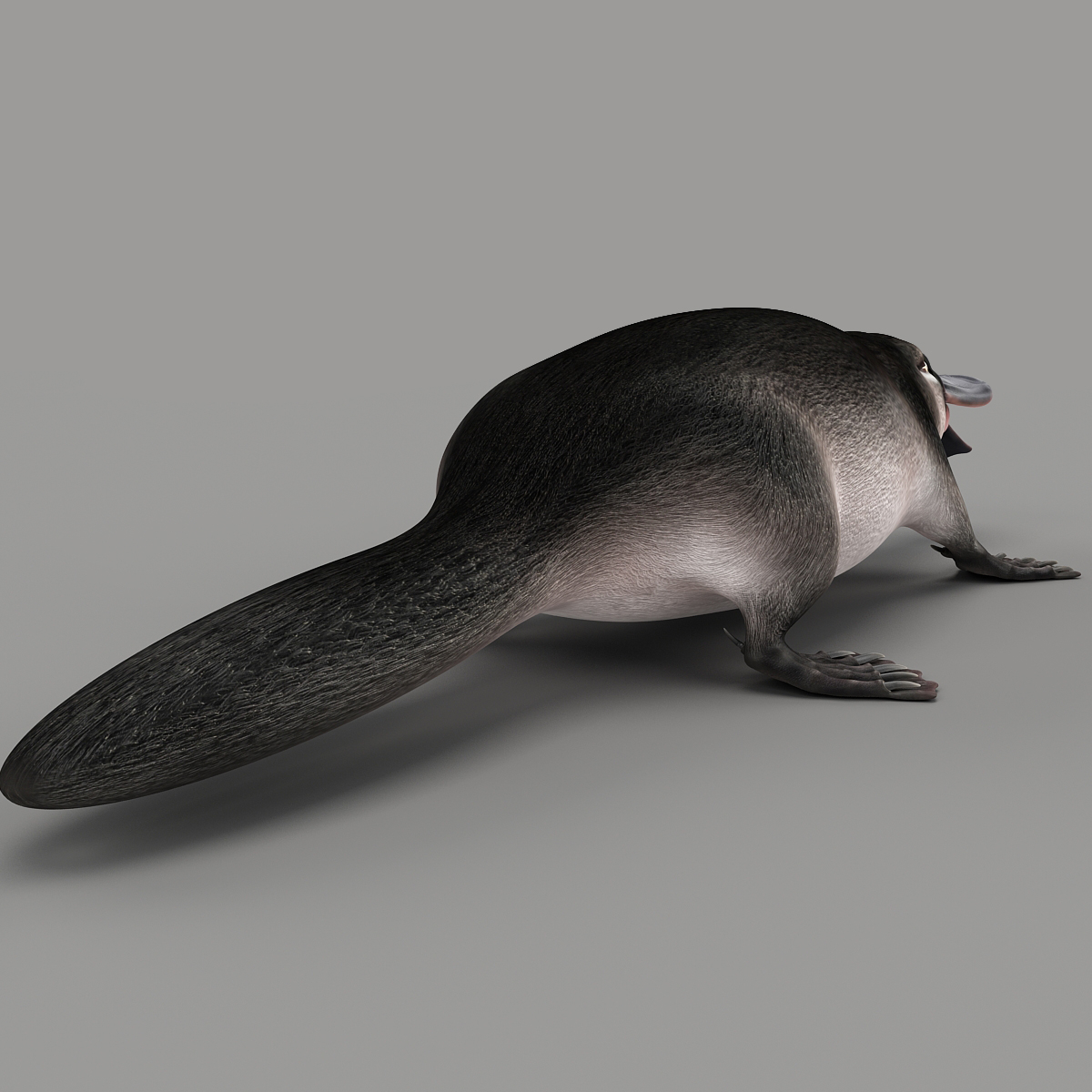 platypus 3d model