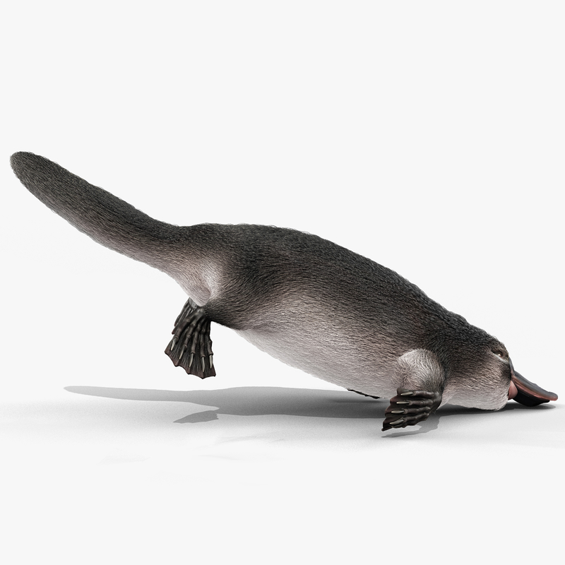 3d platypus fur pose 1