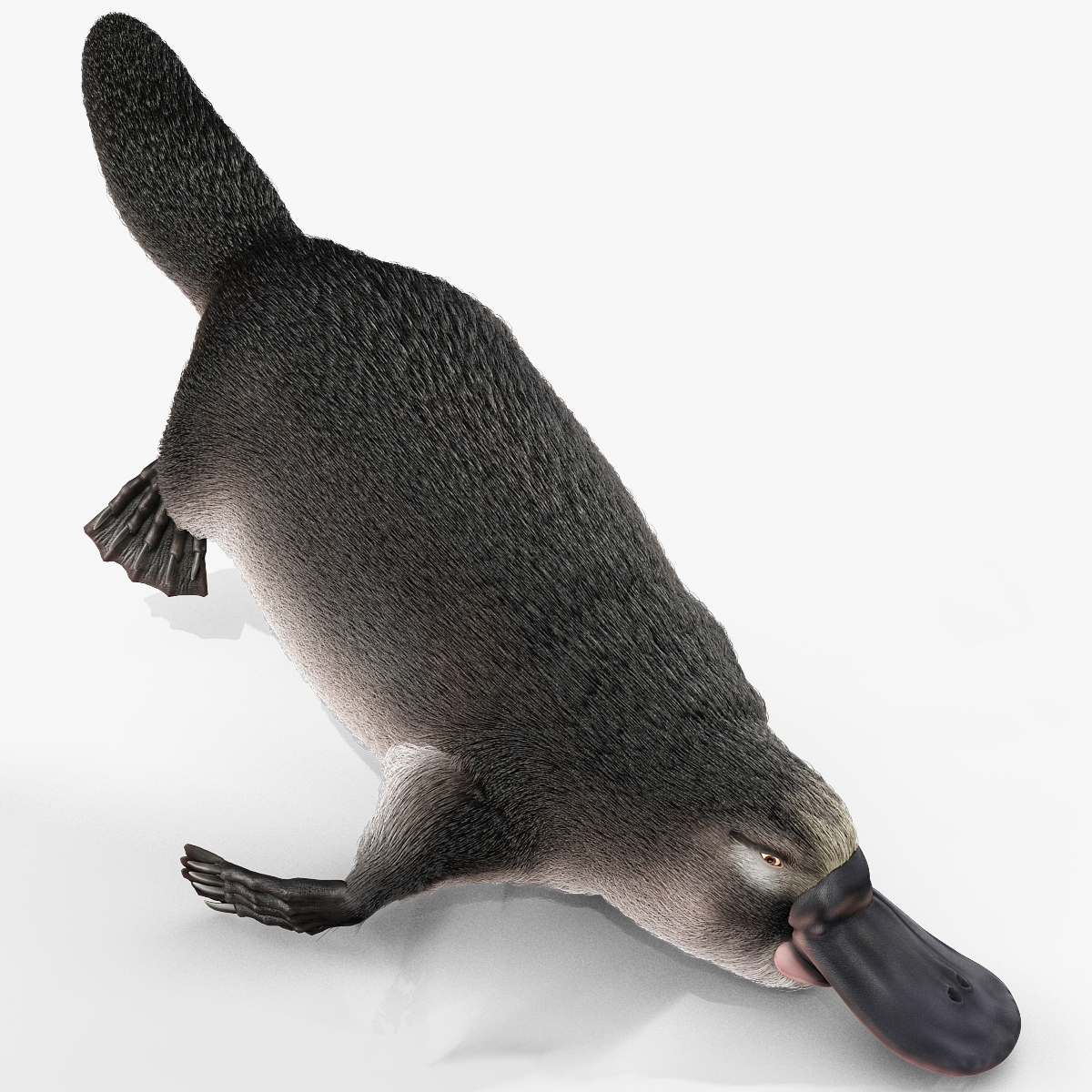 3d platypus fur pose 1