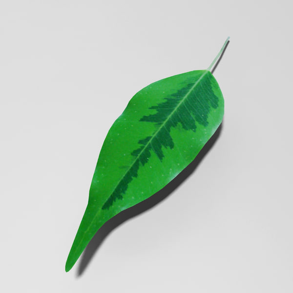 modelo 3d Hoja de planta - TurboSquid 850100