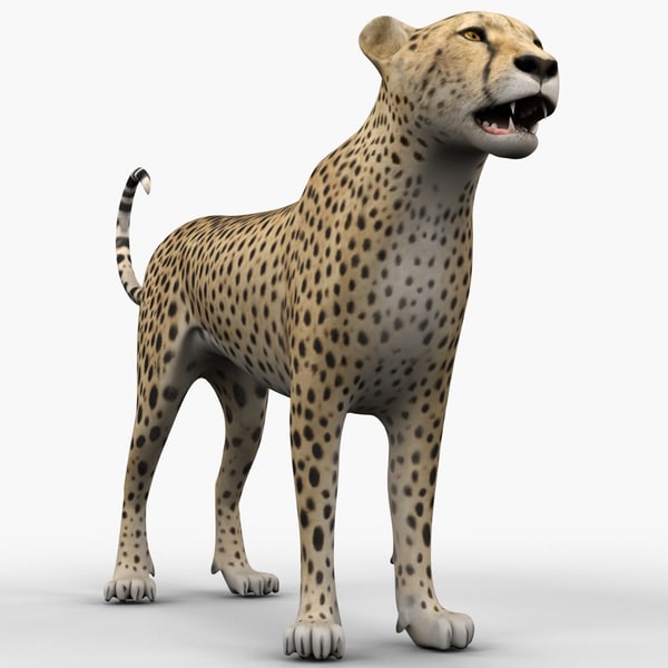3d cheetah 2