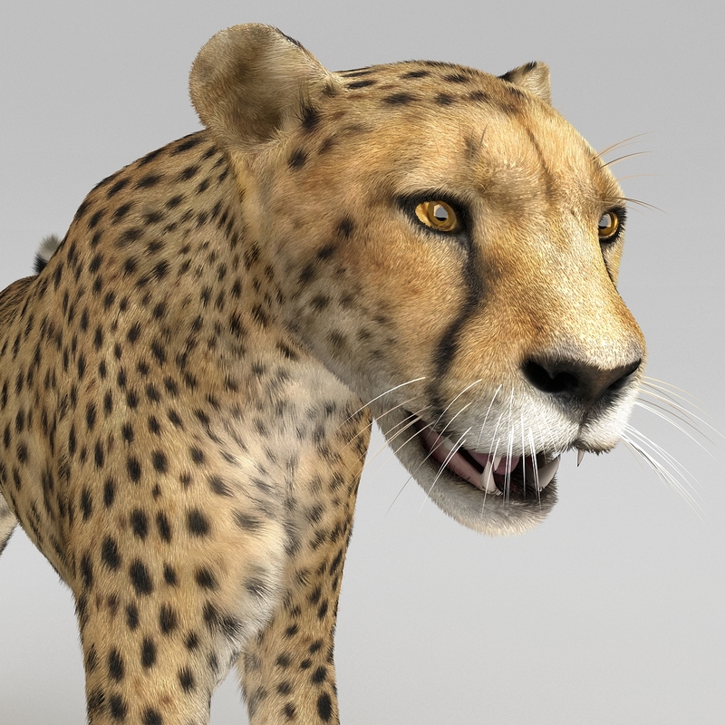 cheetah 2 pose 1 3d model