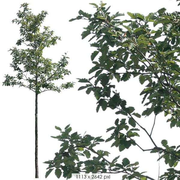 Texture JPEG tree set collection