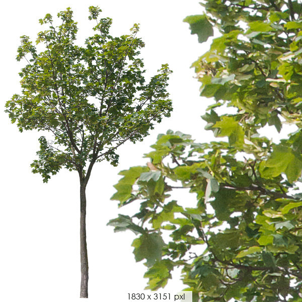 Texture JPEG tree set collection