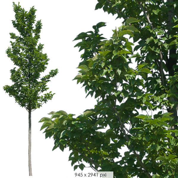 Texture JPEG tree set collection