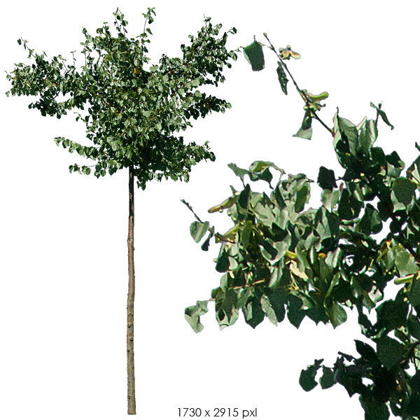 Texture JPEG tree set collection