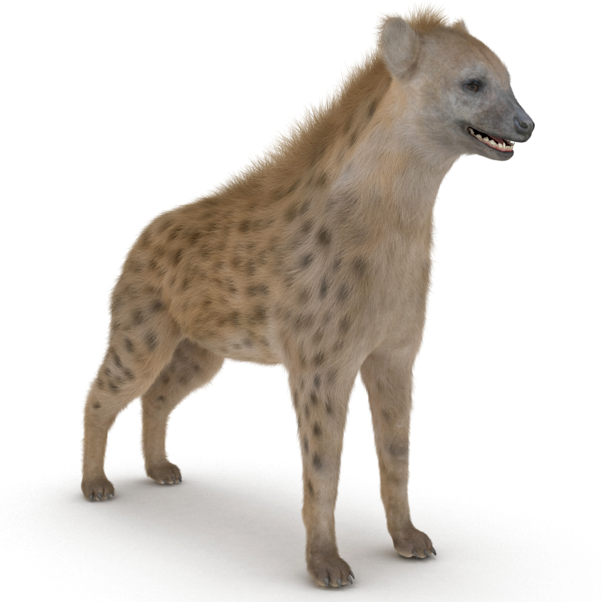 hyena fur rigged