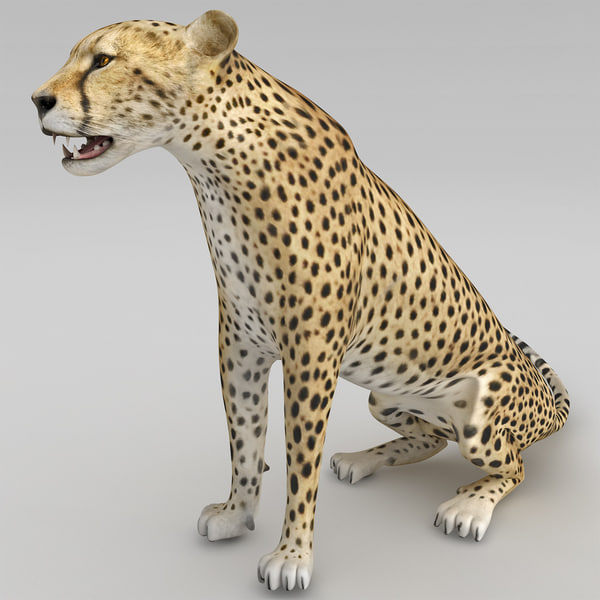 cheetah pose ds