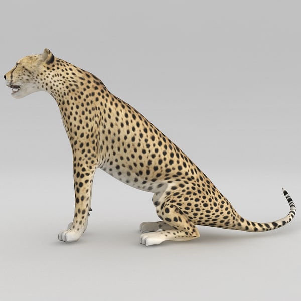 cheetah pose ds