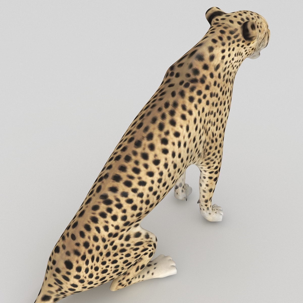 cheetah pose ds