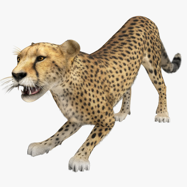 3D Cheetah Models | TurboSquid