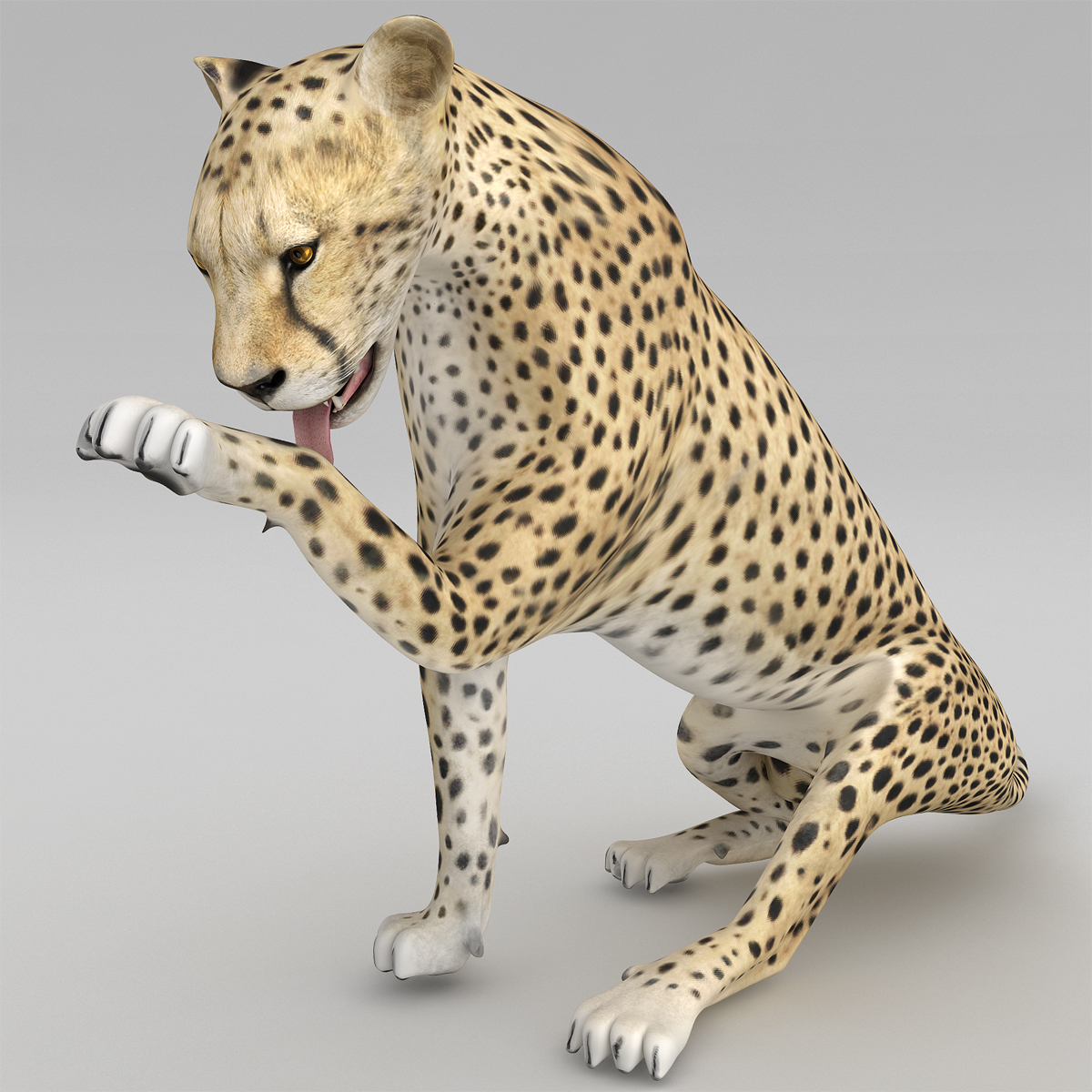 max cheetah 2 rigged