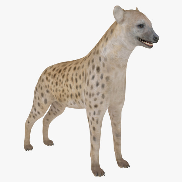 Hyena 3D Models for Download | TurboSquid