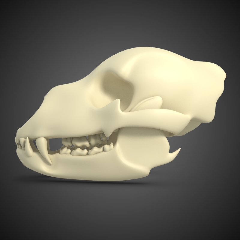 max skull bear