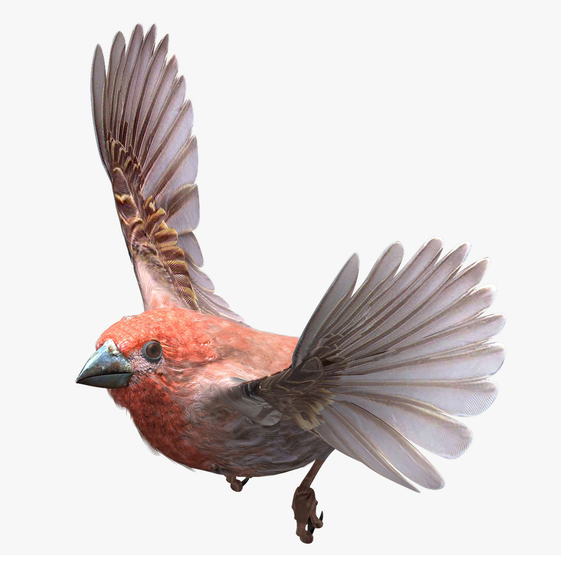 3d house finch model