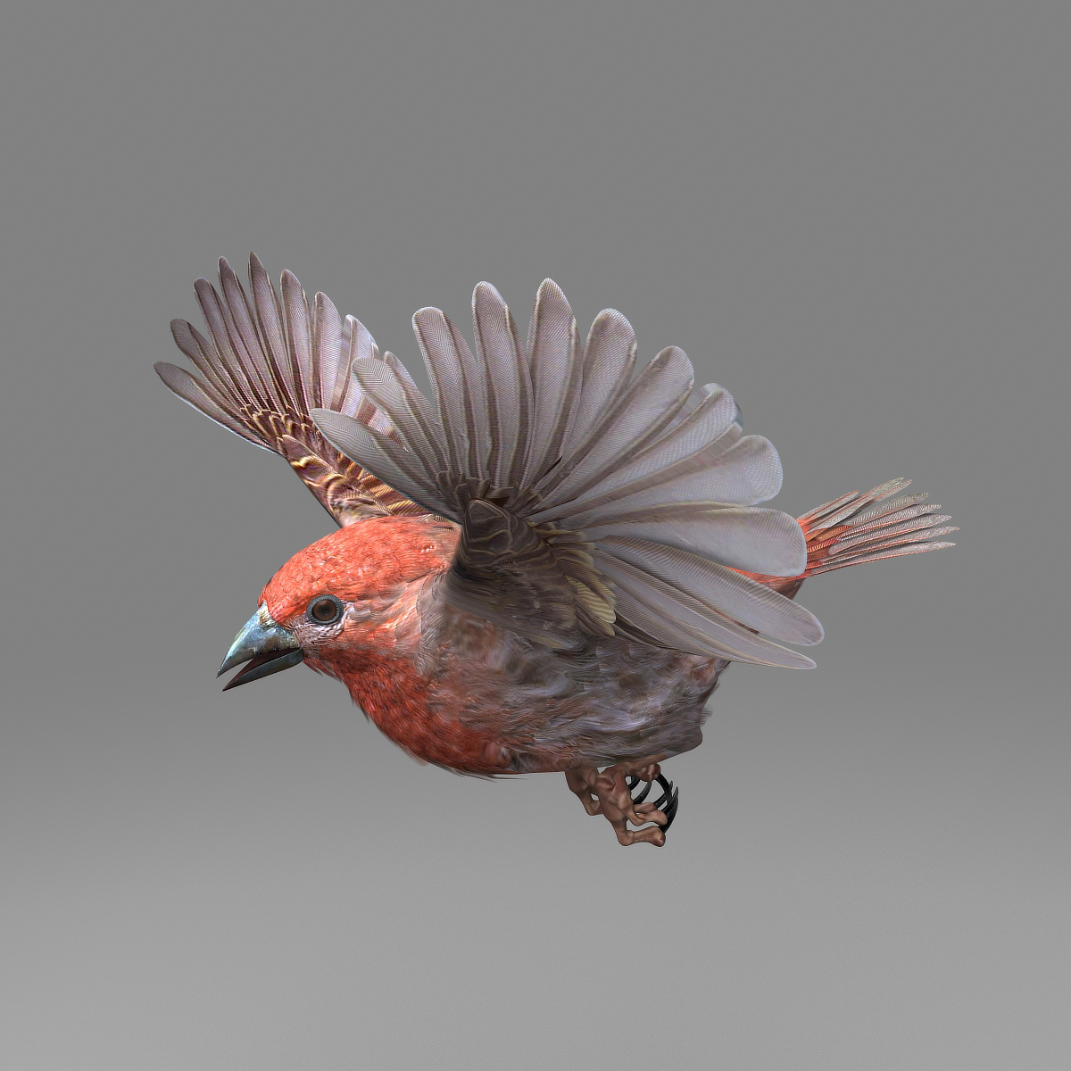 3d house finch model