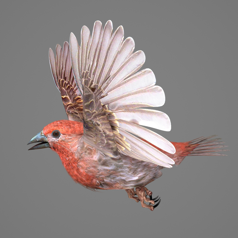 3d house finch model