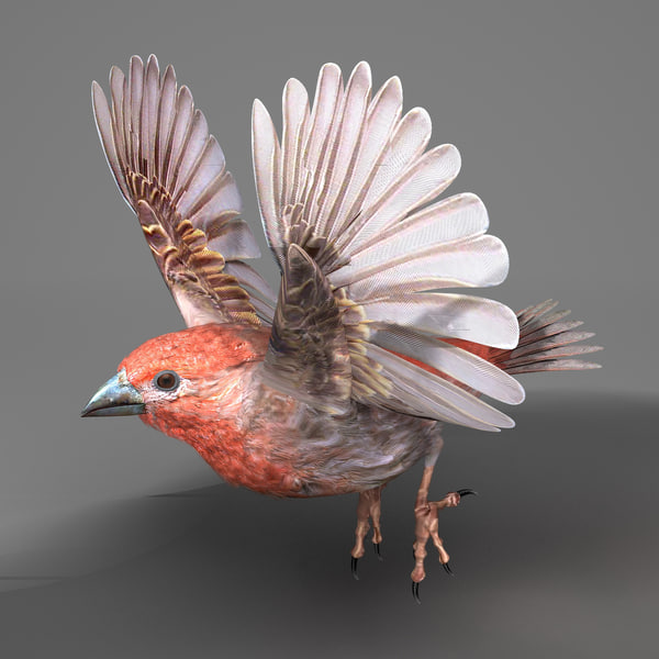 3d house finch model