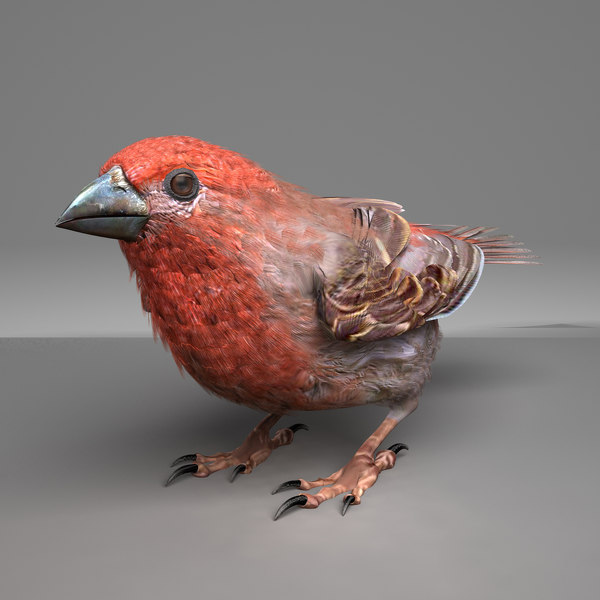 3d house finch model