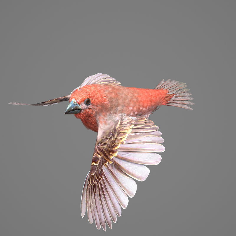 3d house finch model