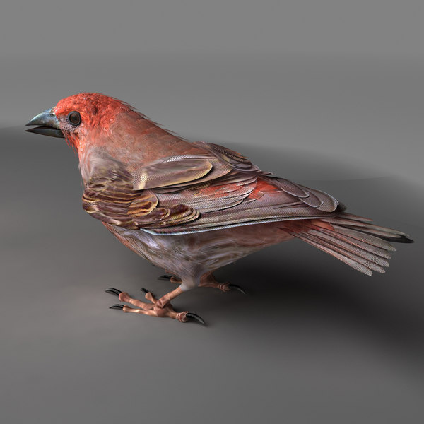 3d house finch model