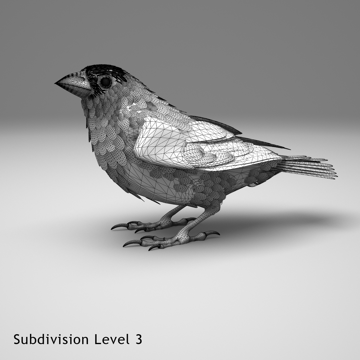 3d house finch model