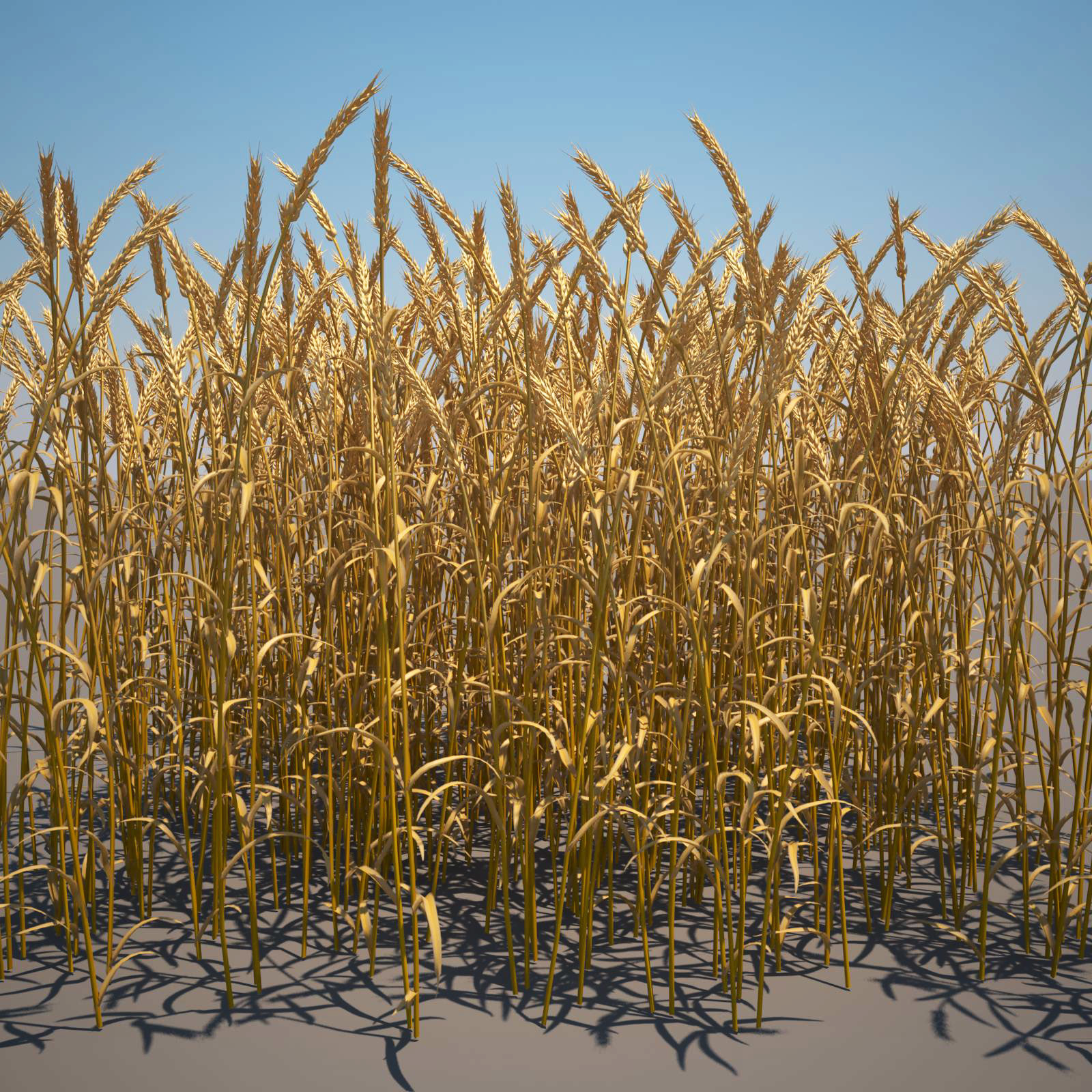 3d max common wheat