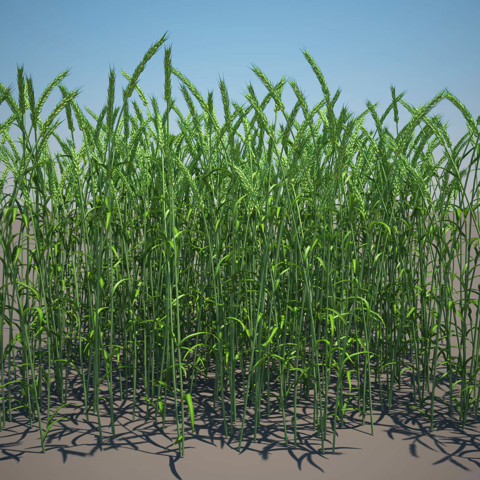 3d max common wheat