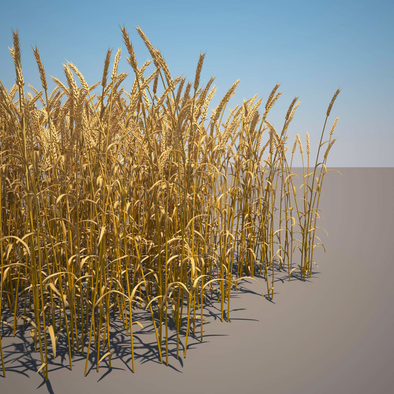 3d max common wheat