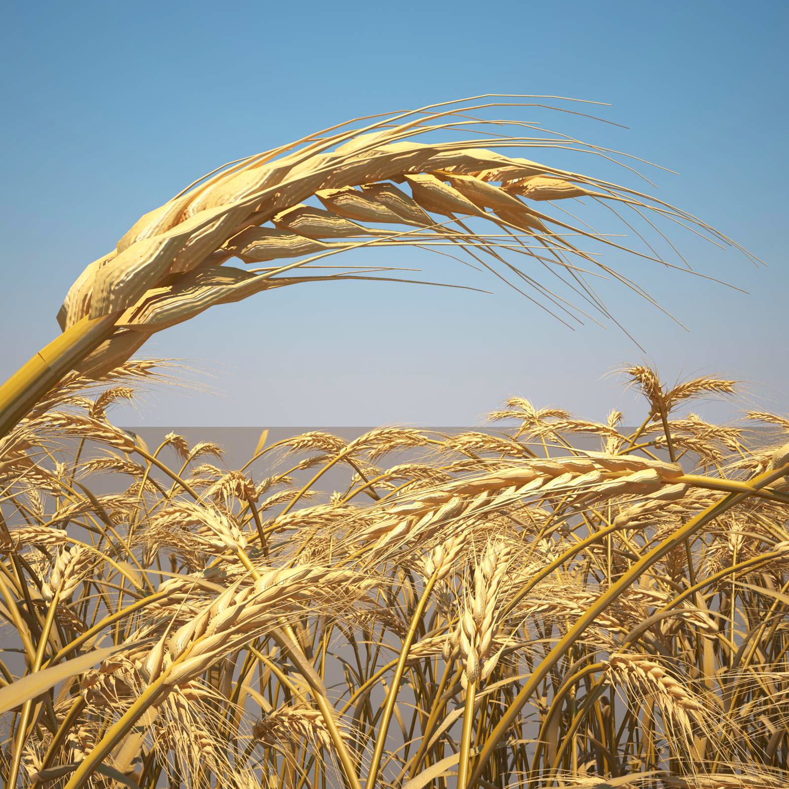 emmer wheat 3d model