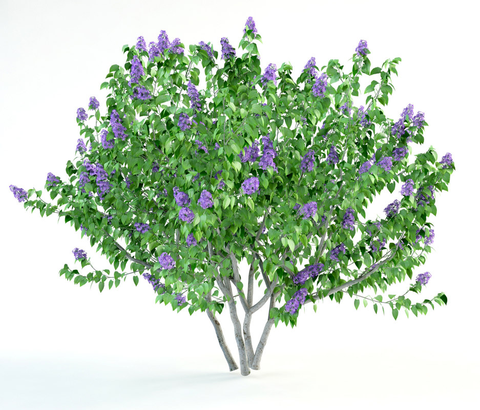 flowering lilac bush 3ds