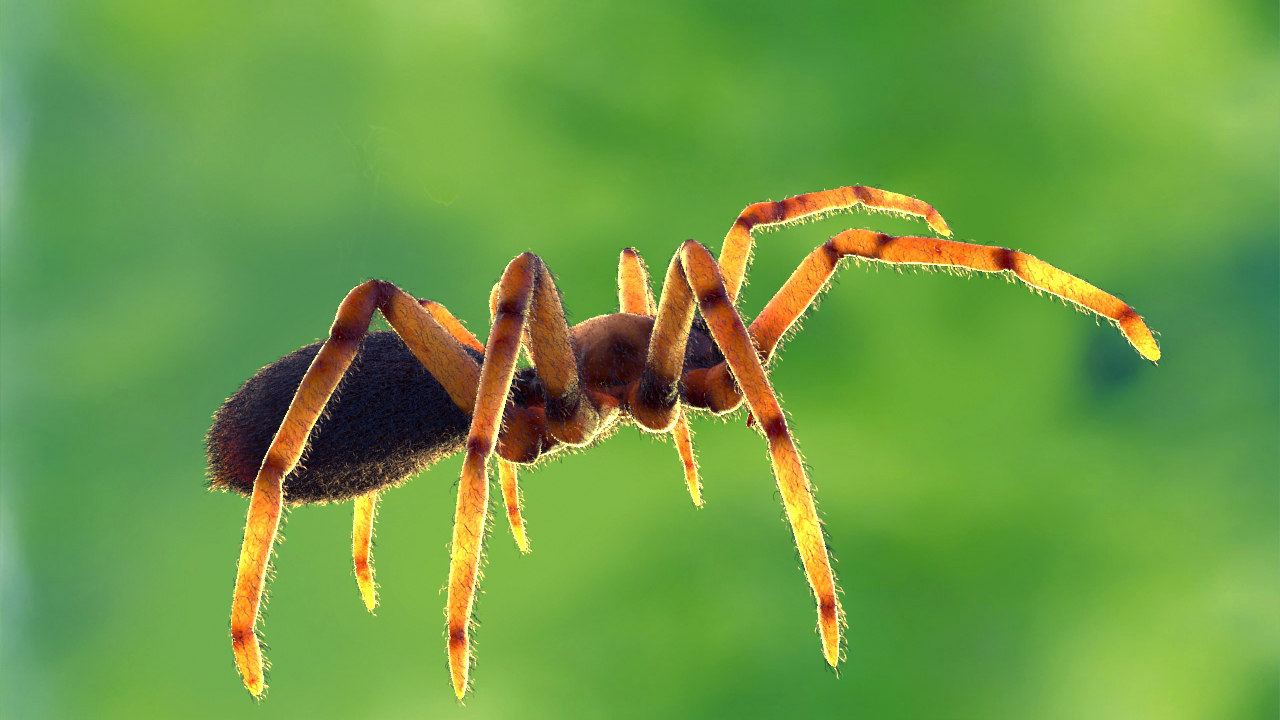 3ds max realistic spider